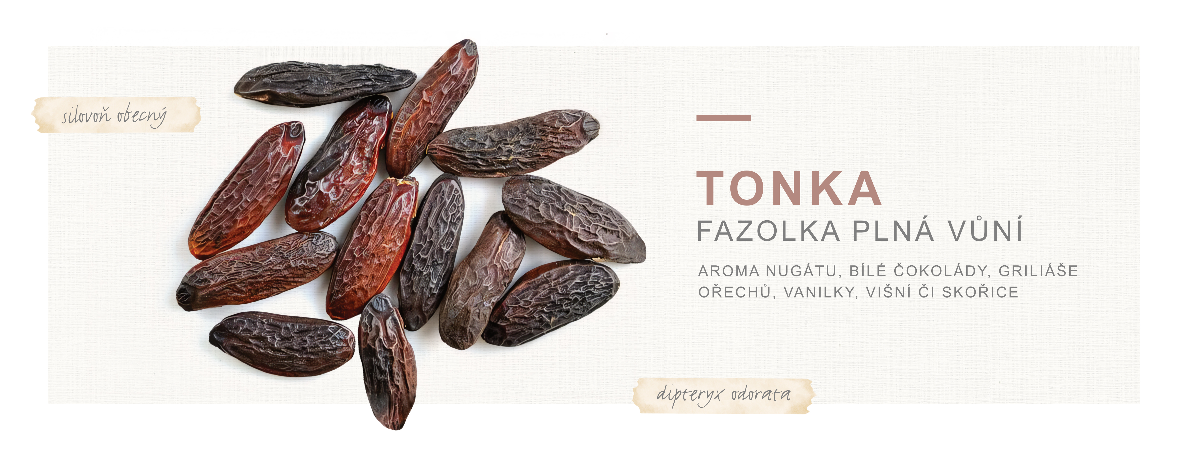 Magická tonka 🦋 | Přečtěte si více o českých parfémech na nefrito.cz